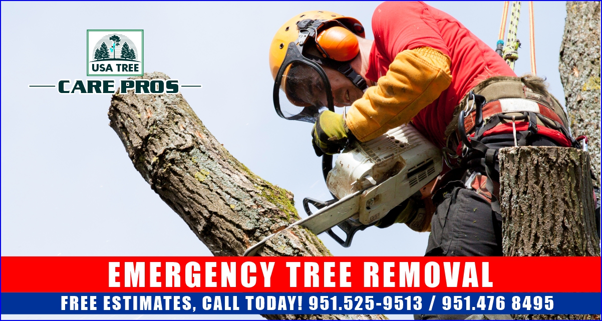 Emergency Tree Removal - USA Tree Care Pros